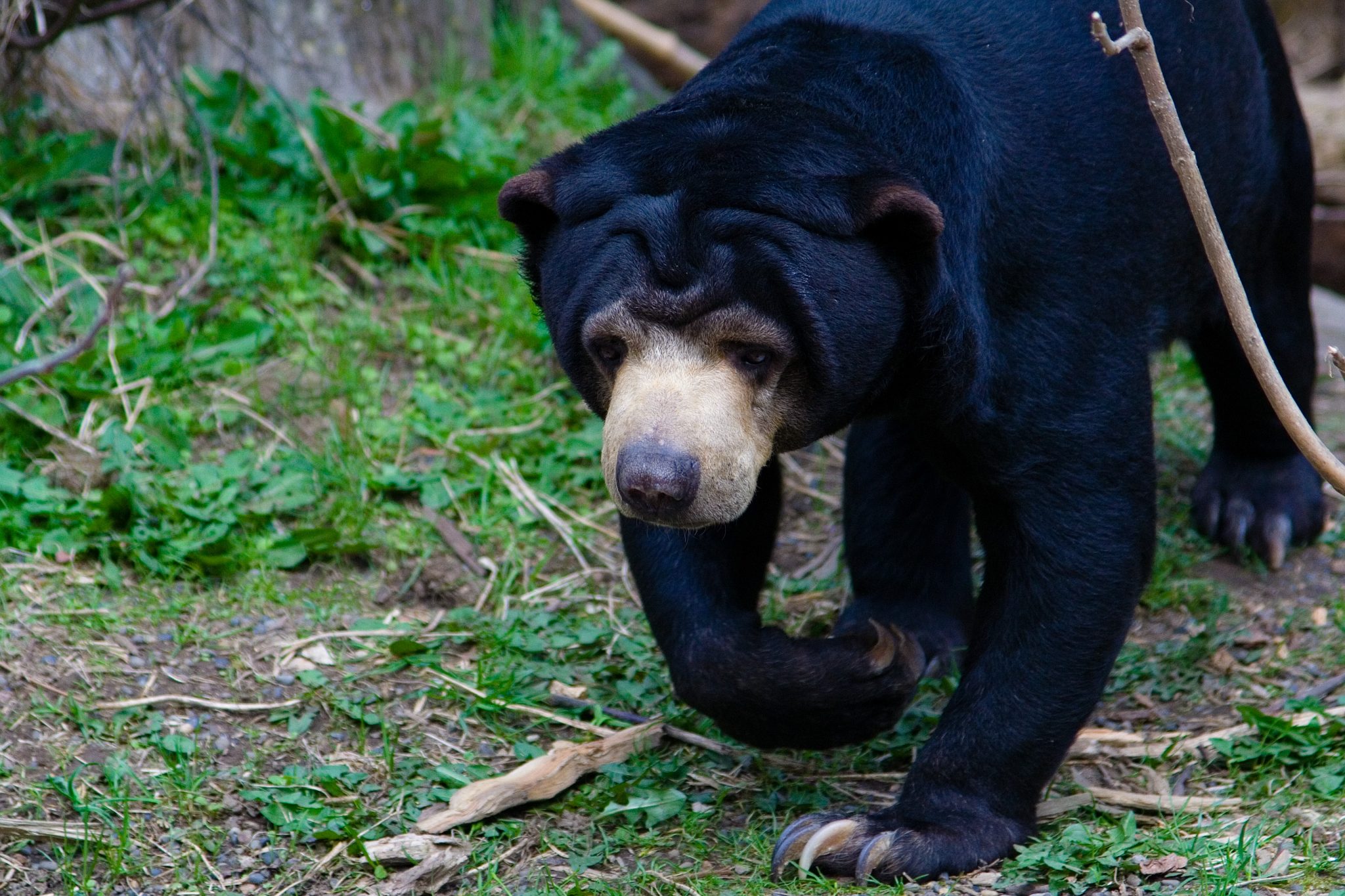 Mengenal Lebih Dekat Beruang Madu: Si Kecil yang Tangguh di Hutan Tesso ...